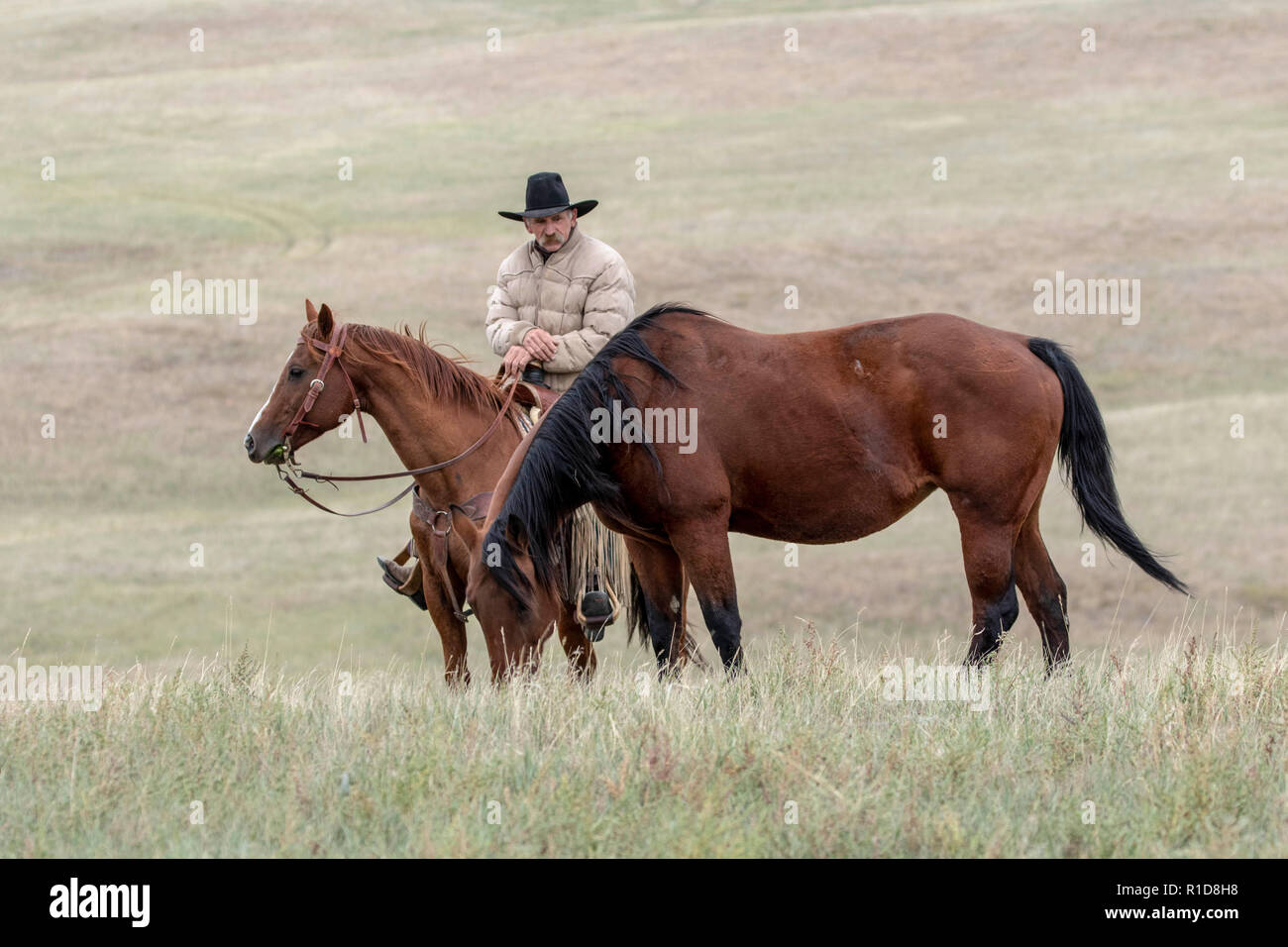 Cowhands Stock Photos & Cowhands Stock Images - Alamy