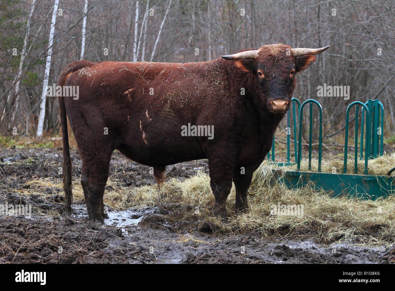 Saler Cattle