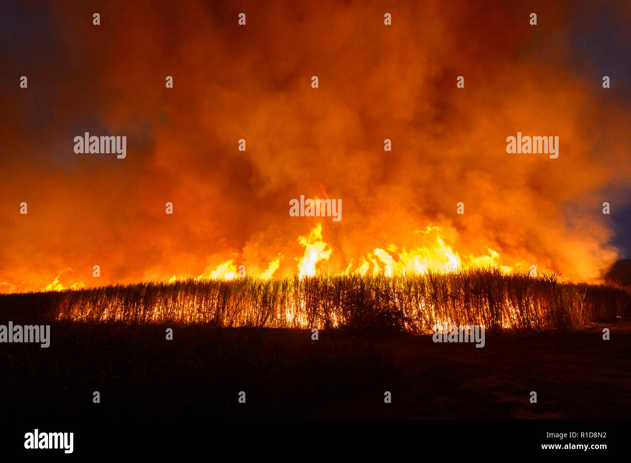 Sugar cane crops australia hi-res stock photography and images - Alamy