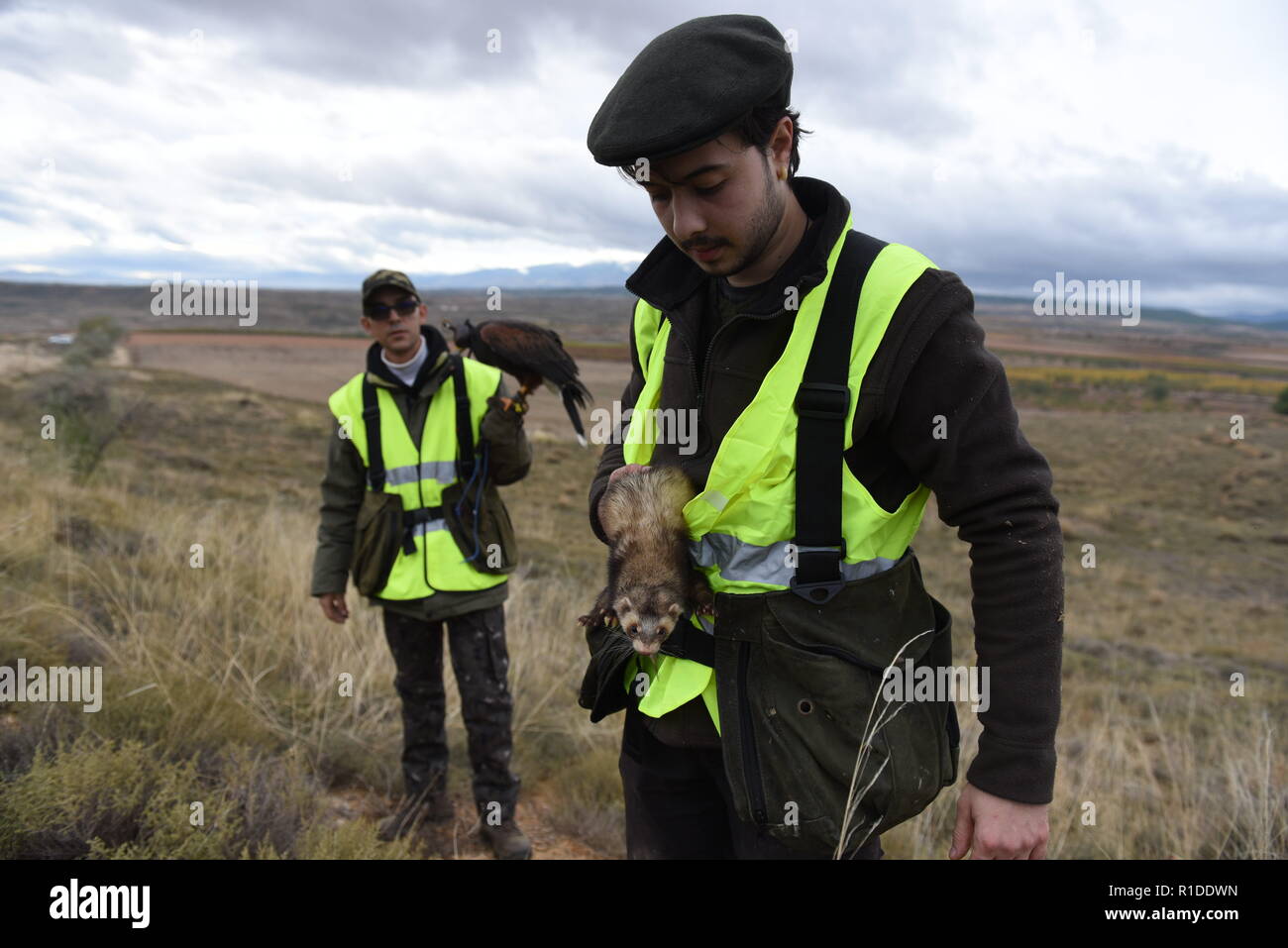 Ferret hunting rabbits hi-res stock photography and images - Alamy