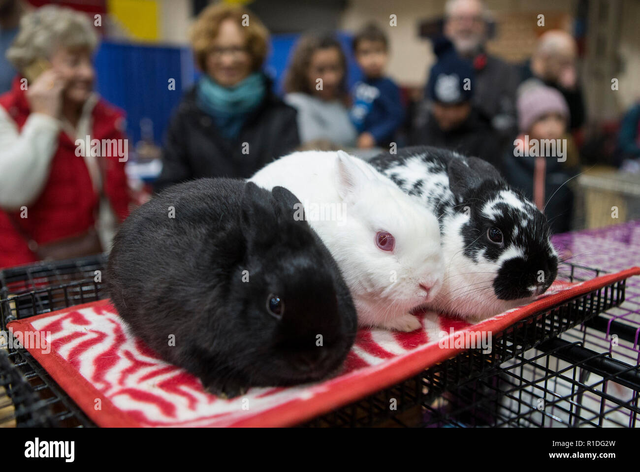 Breeds pigeons hi-res stock photography and images - Alamy