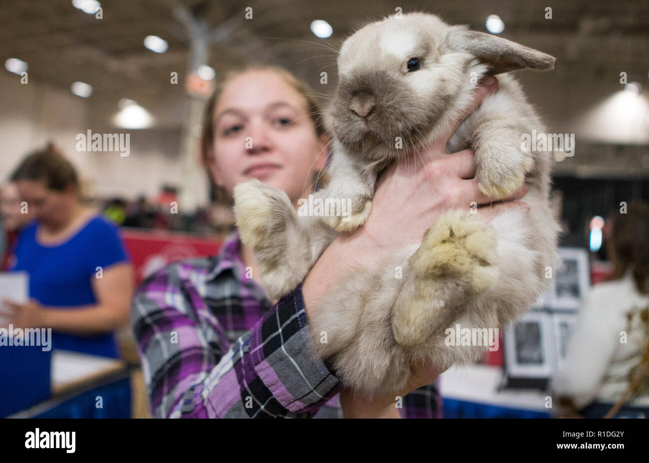 Toronto pigeons hi-res stock photography and images - Alamy