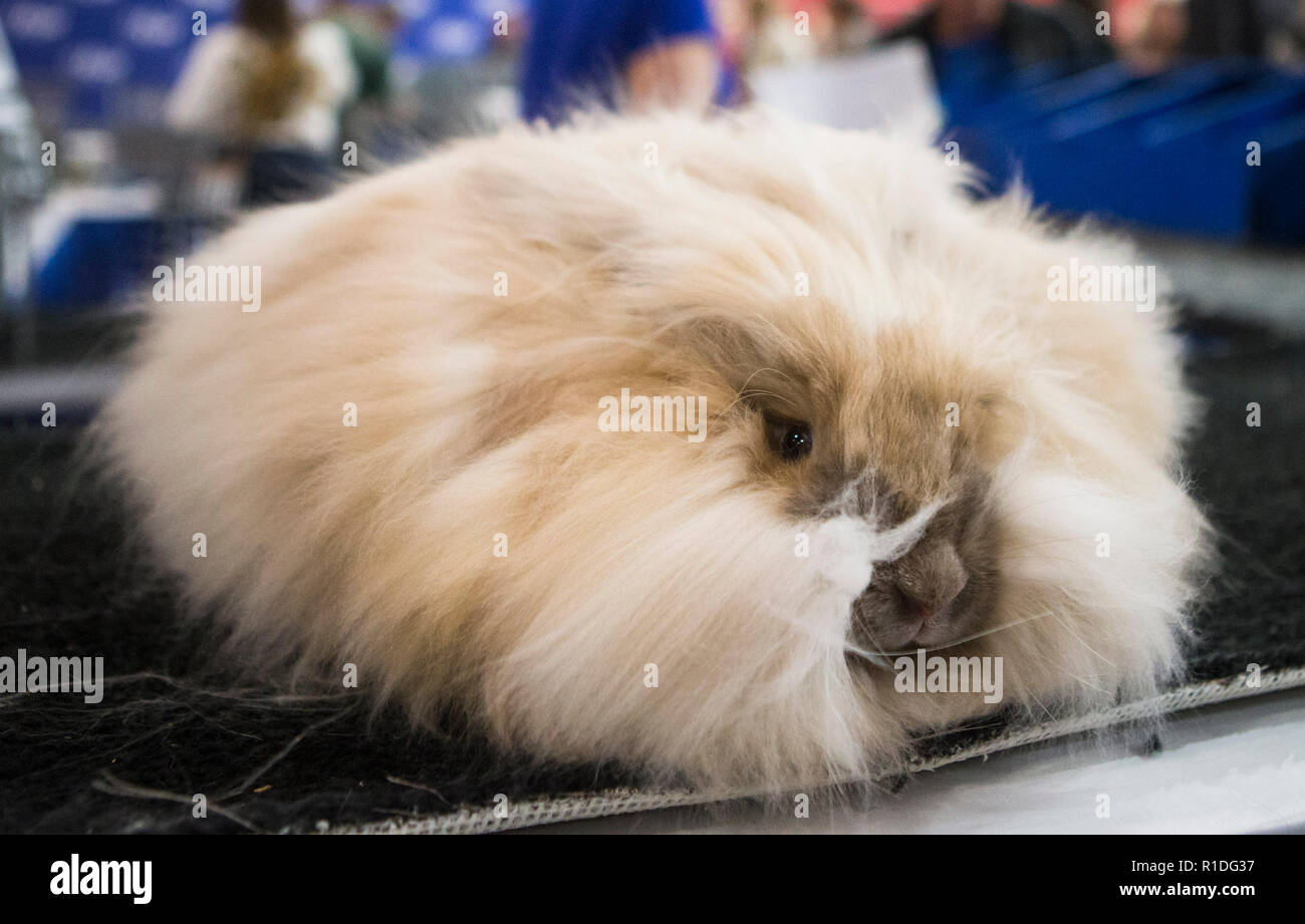 Toronto, Canada. 11th Nov, 2018. An Angora rabbit is seen during the ...