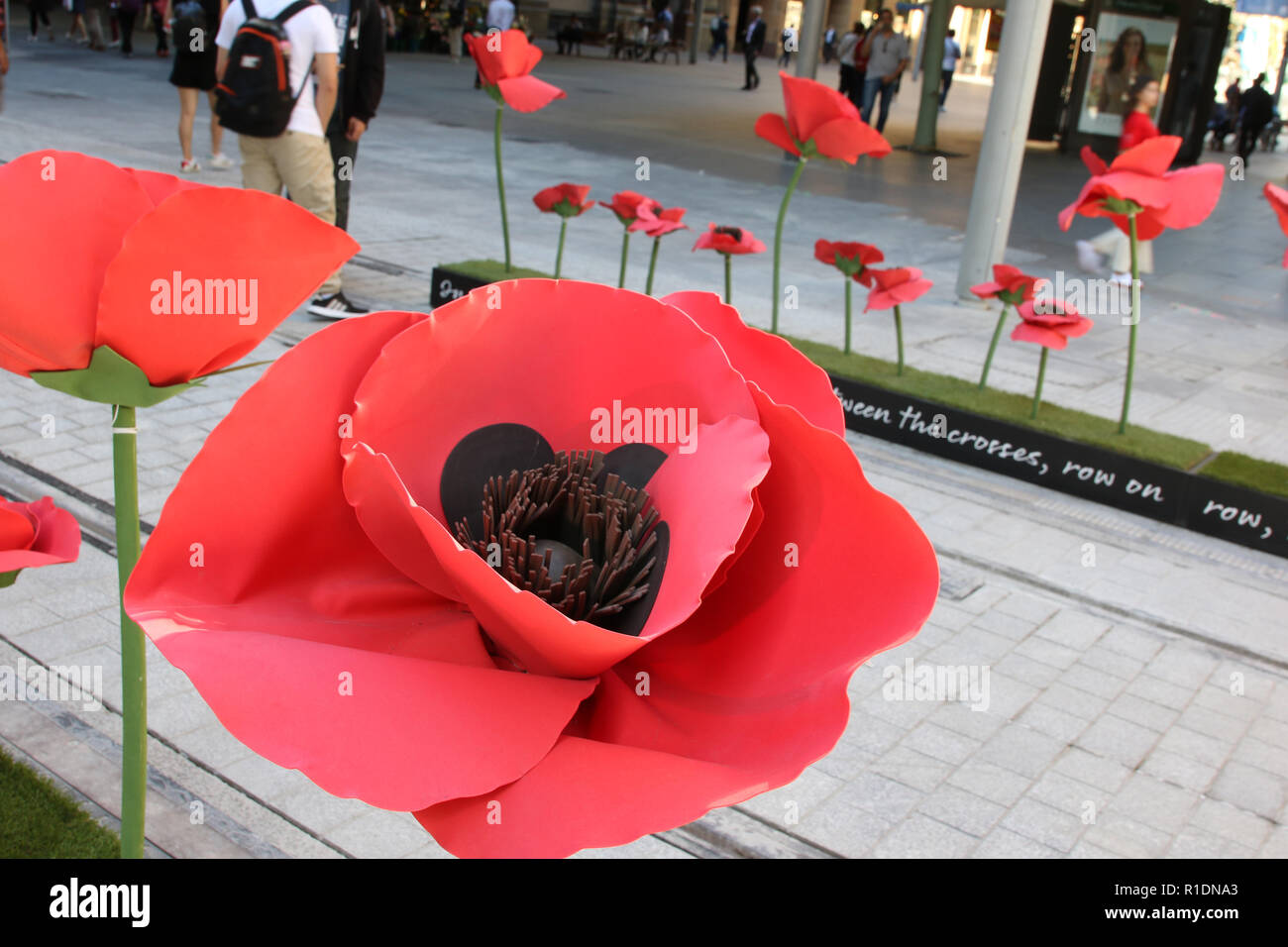 Sydney, Australia. 12 November 2018. A display of giant sized poppies ...