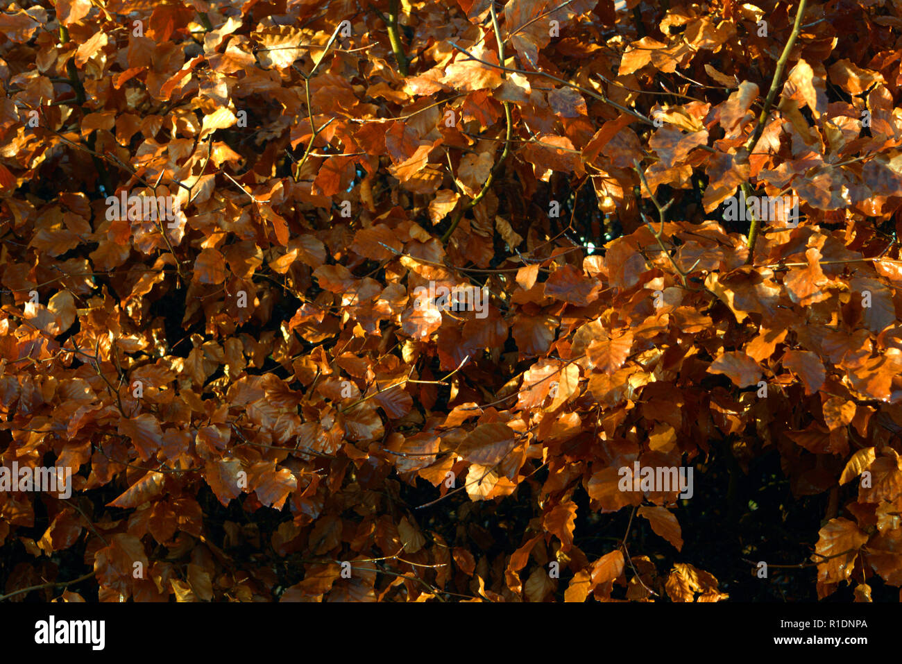 Beech hedge autumn foliage in hi-res stock photography and images - Alamy