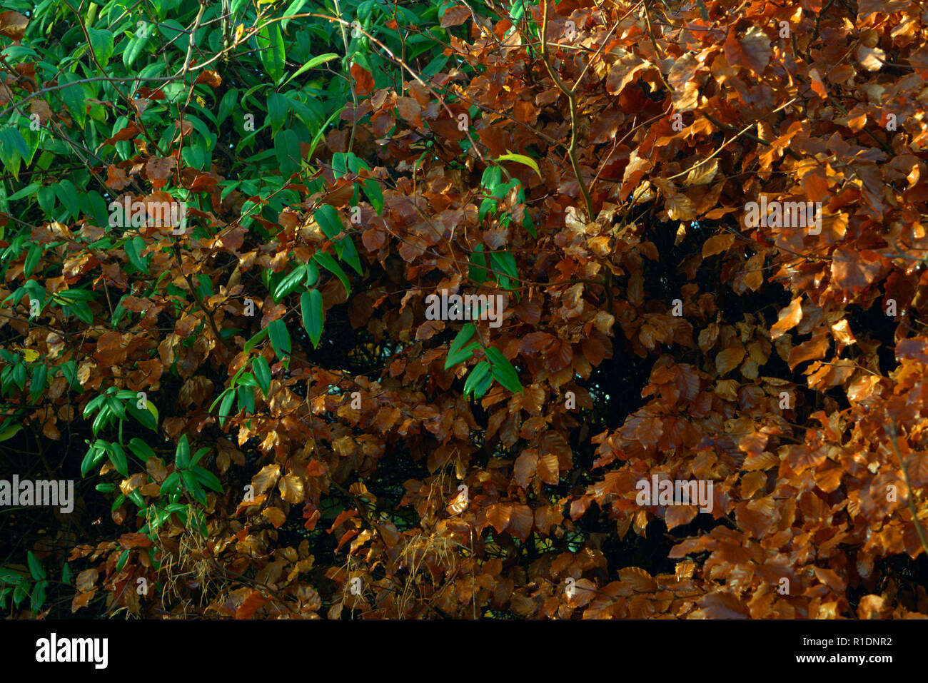 Beech hedge autumn foliage in hi-res stock photography and images - Alamy