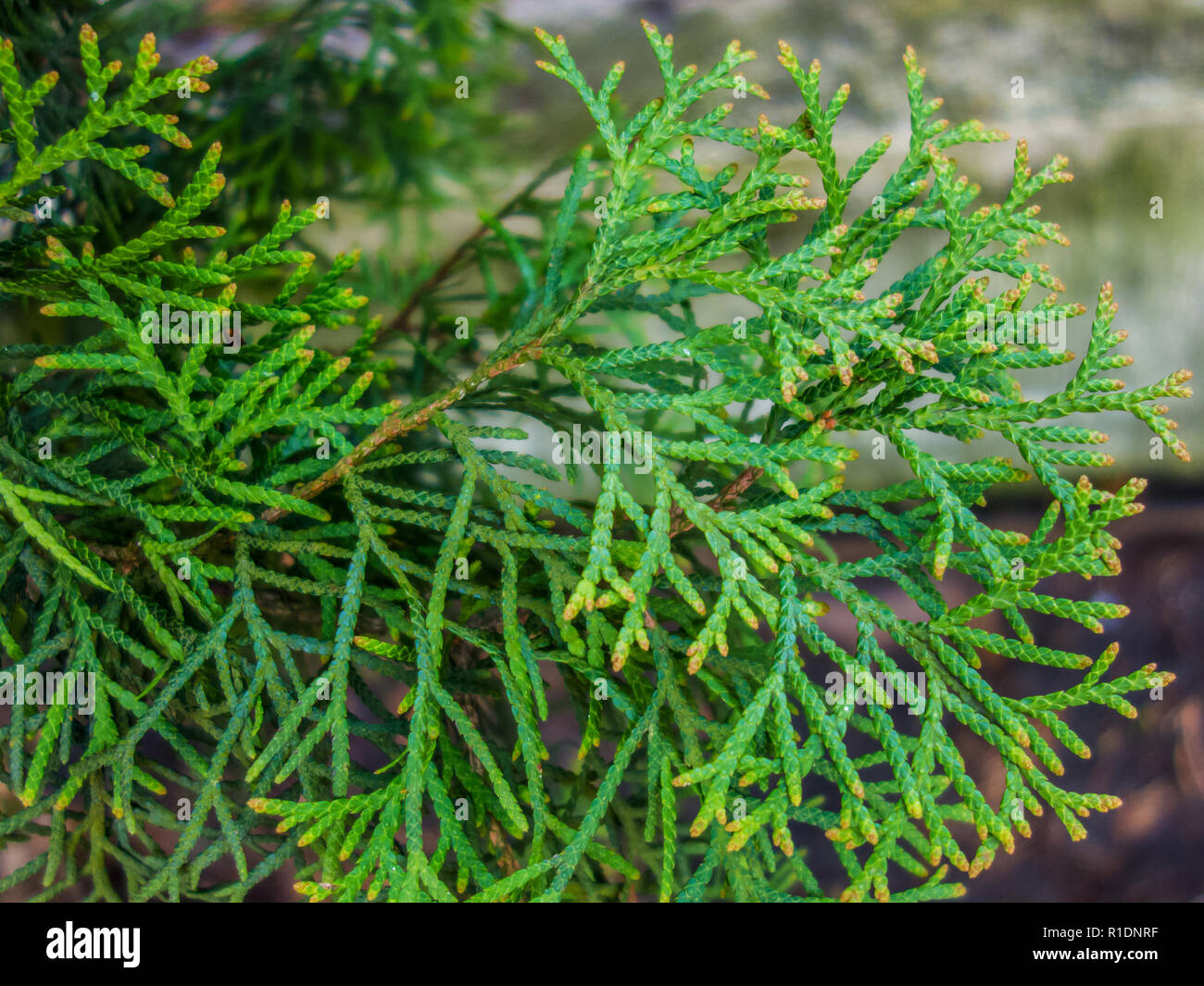 Green thuja background in garden Stock Photo - Alamy