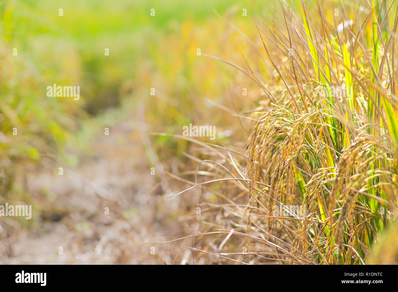 Close up of rice grown in the field Stock Photo - Alamy