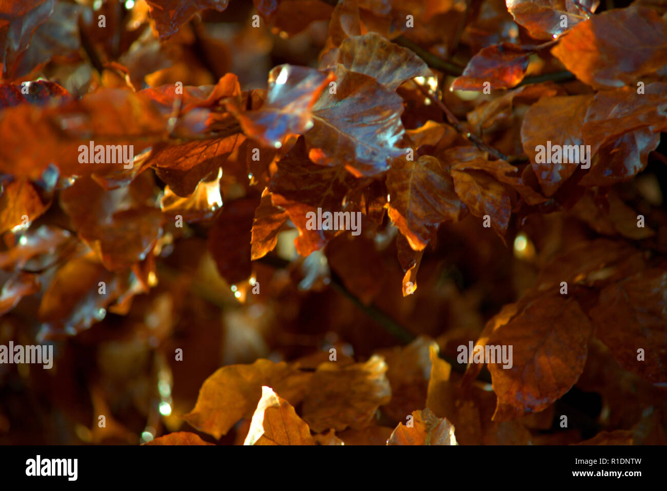 Beech hedge in winter coat Stock Photo - Alamy