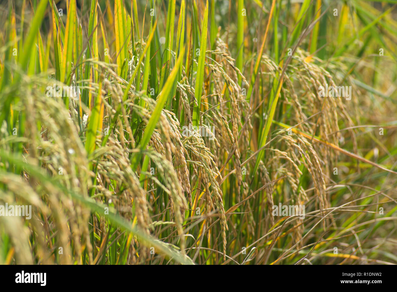 How is rice grown hi-res stock photography and images - Alamy