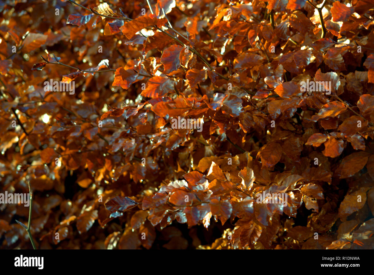 Beech hedge autumn foliage in hi-res stock photography and images - Alamy