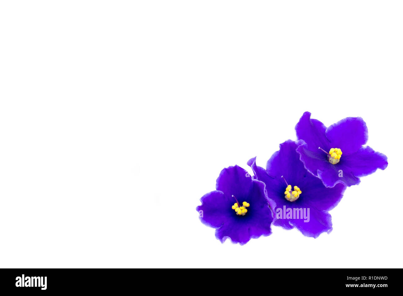 beautiful violet on white background with space for your text or ...