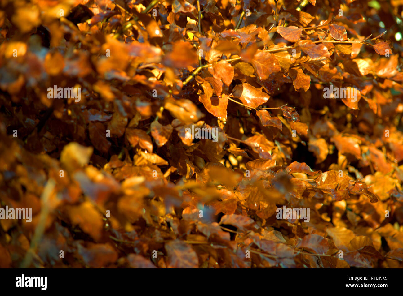 Beech hedge in winter coat Stock Photo - Alamy