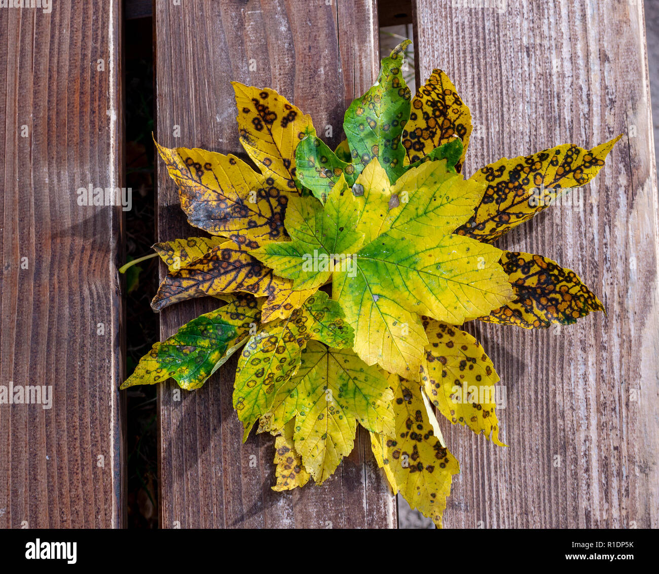 Aurumn leaf hi-res stock photography and images - Alamy