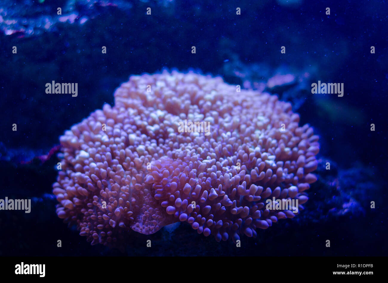 Sea anemone in a dark blue water of aquarium. Tropical marine life ...
