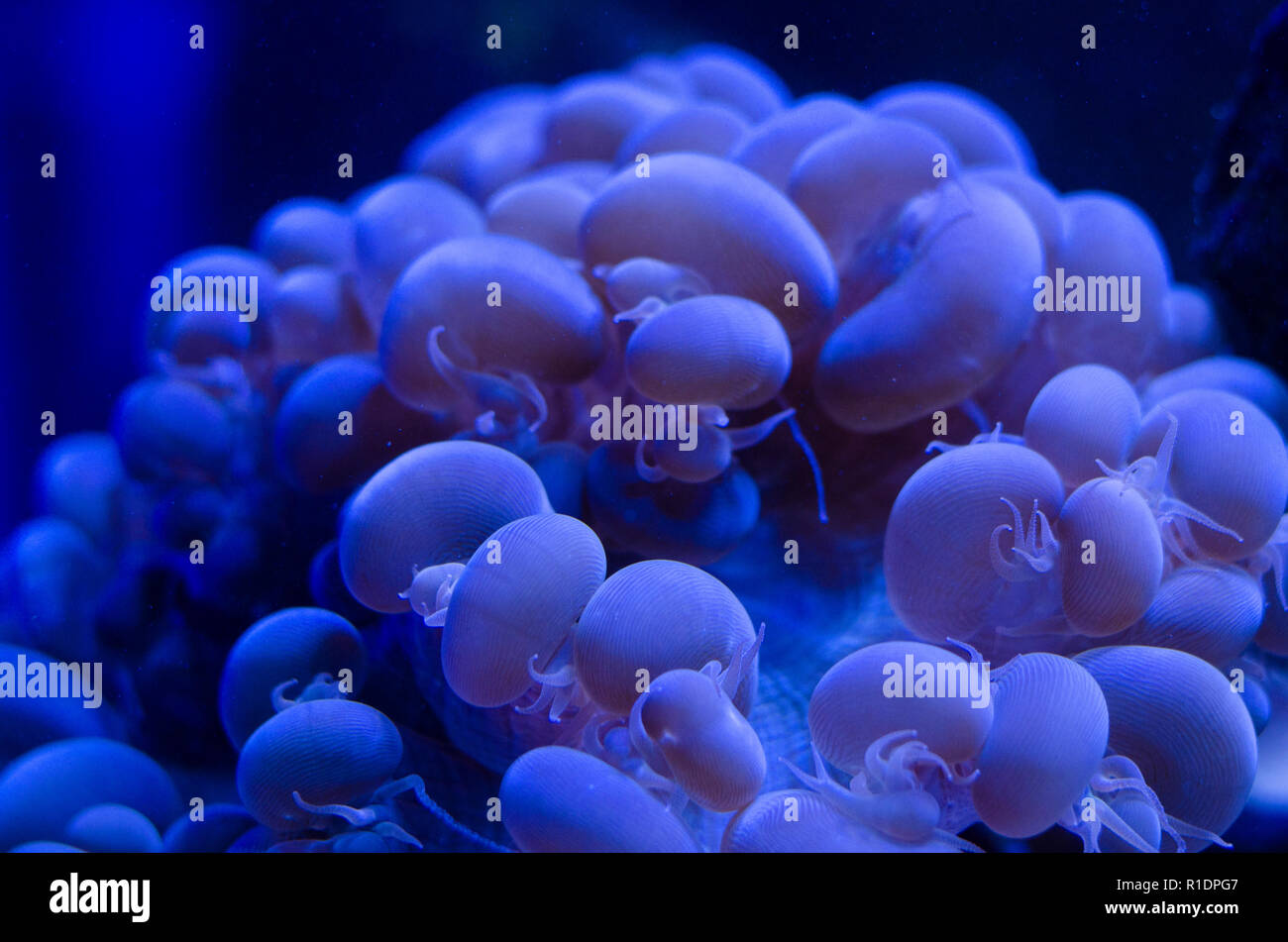 Sea anemone in a dark blue water of aquarium. Tropical marine life ...