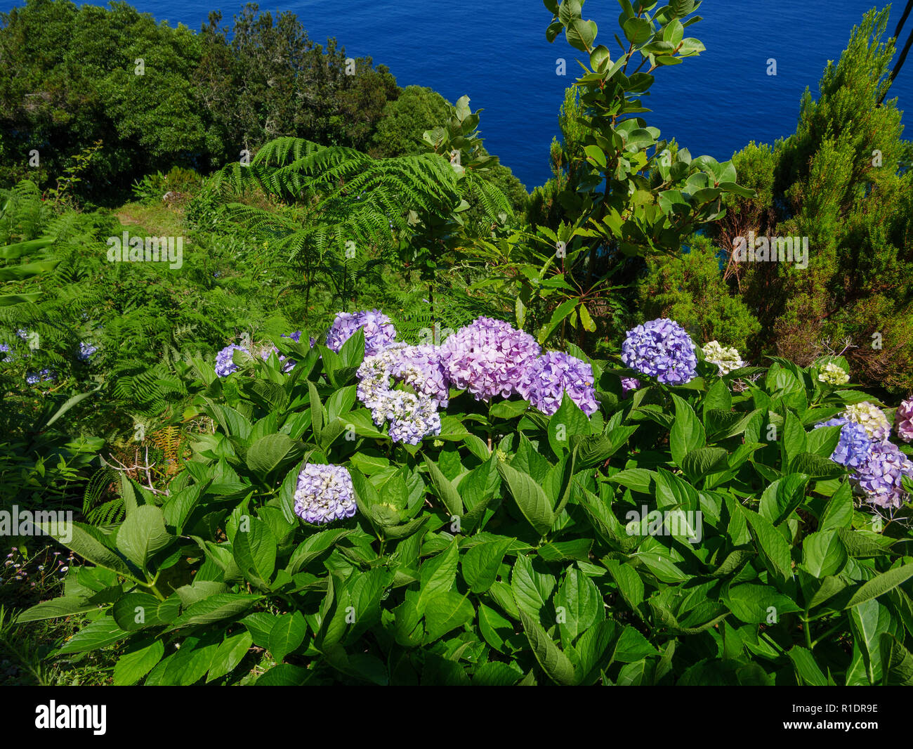 Image of beautiful blooming hydrangea in the nature of Azores Portufal ...