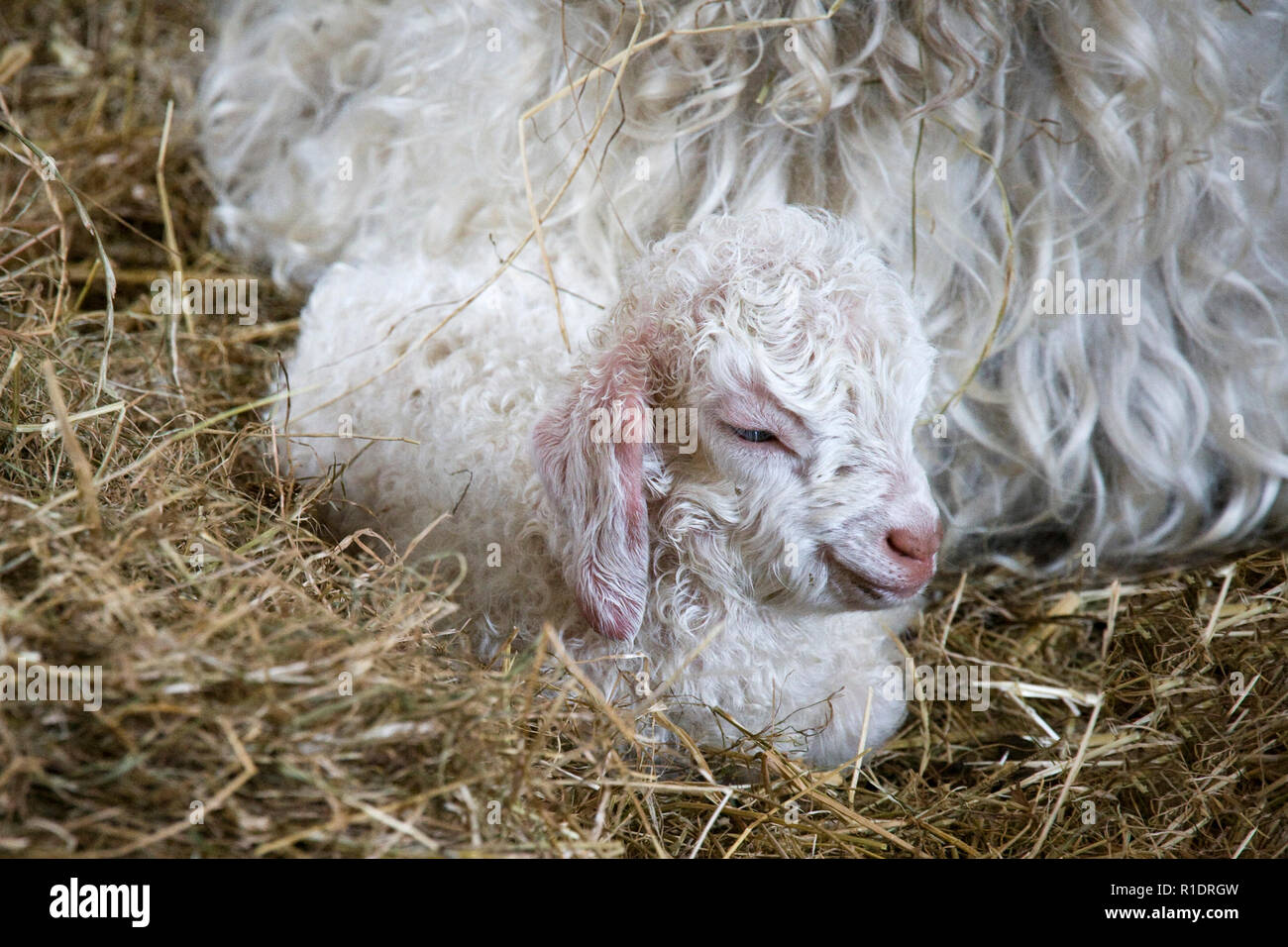 A sleepy, baby angora goat kid on a farm in East Sussex Stock Photo - Alamy