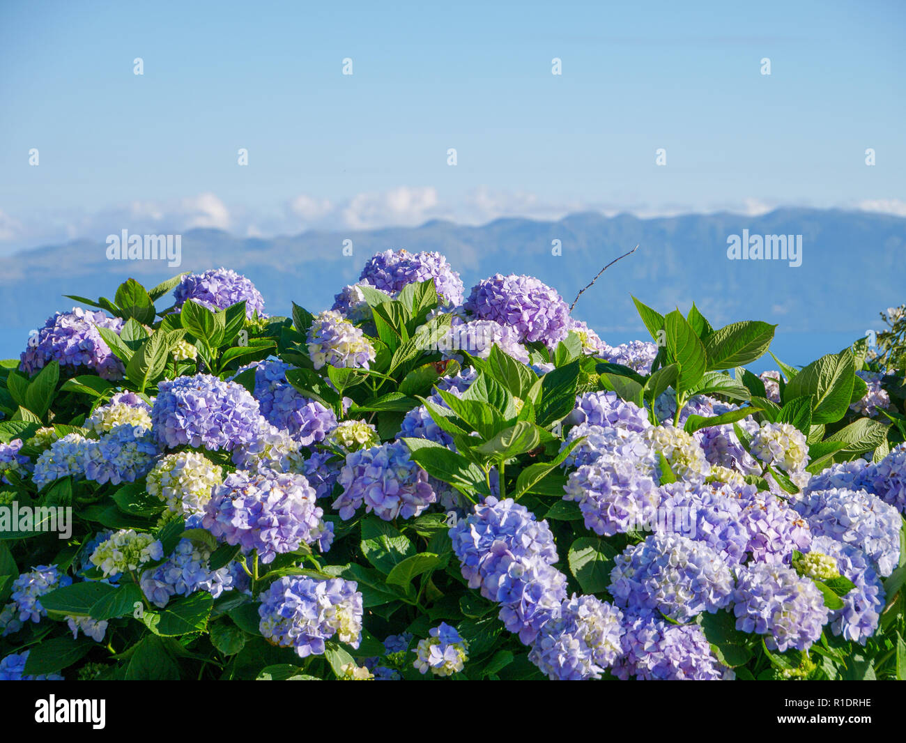 Image of beautiful blooming hydrangea in the nature of Azores Portufal ...