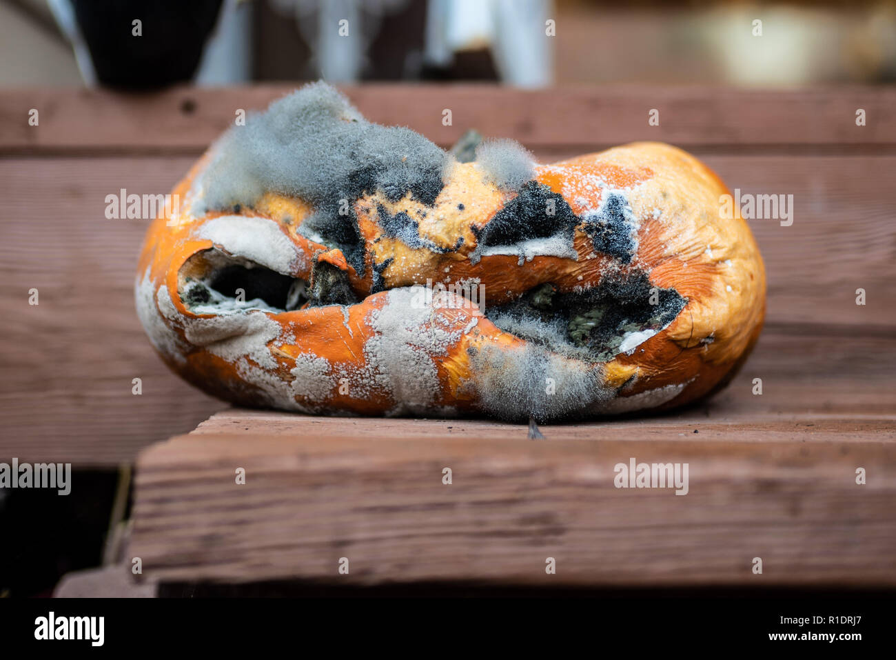 Rotten carved halloween pumpkin covered in mold on the doorsteps of the ...