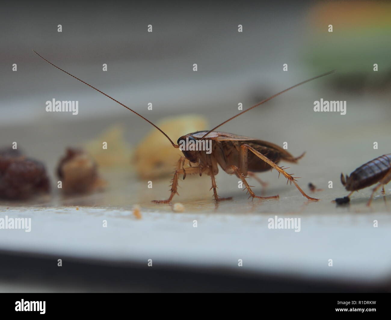 A cockroach stuck to the sticky paper. Domestic insect. Close up Stock ...