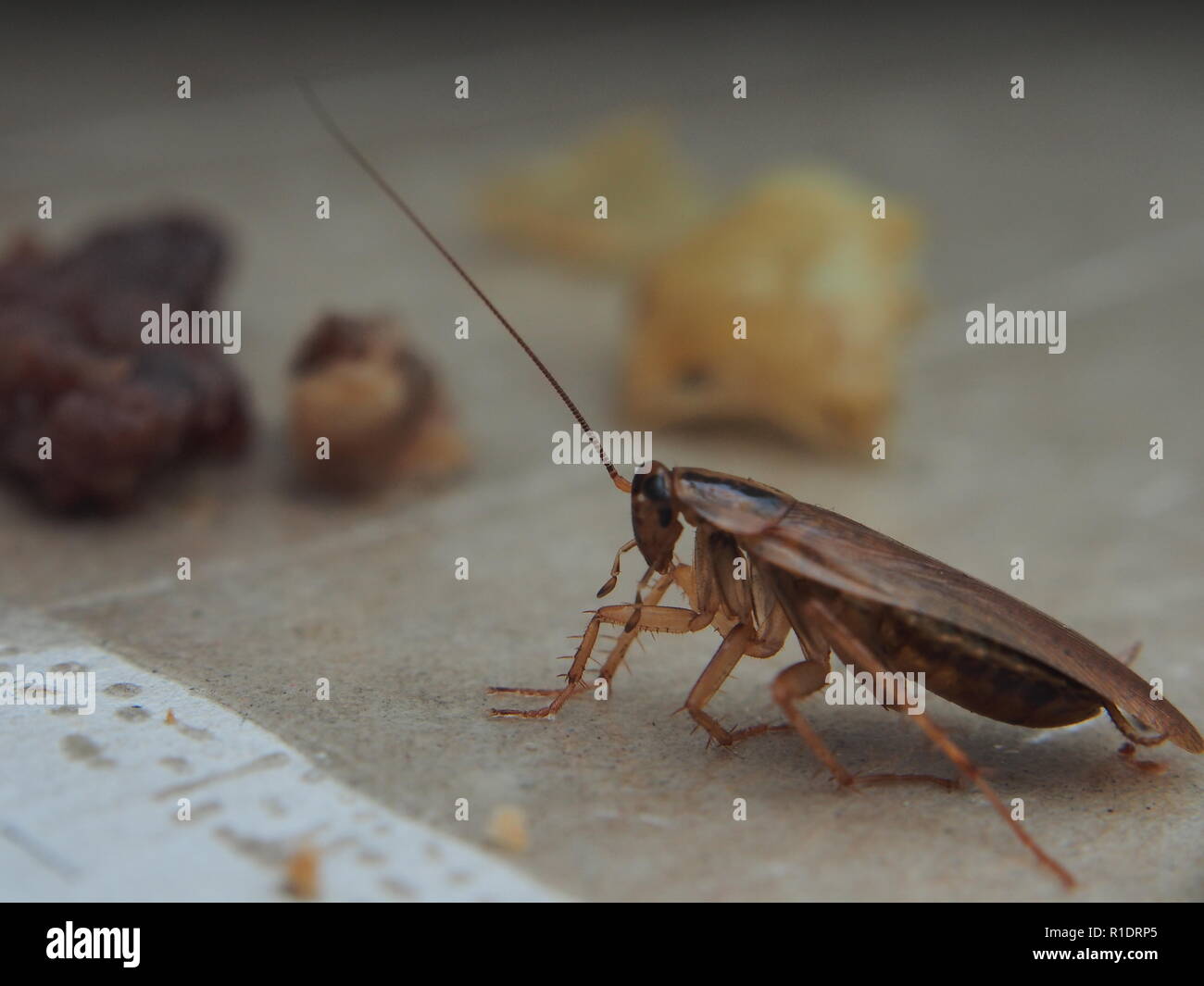 A cockroach stuck to the sticky paper. Domestic insect. Close up Stock ...
