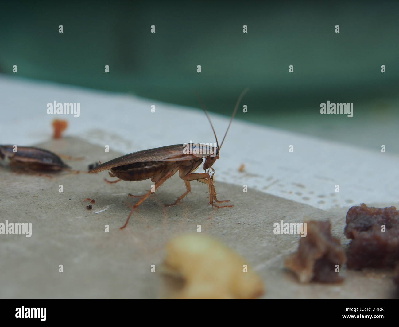 A cockroach stuck to the sticky paper. Domestic insect. Close up Stock ...