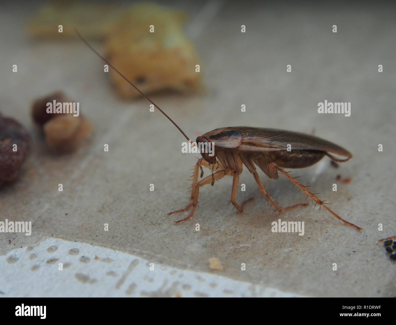 A cockroach stuck to the sticky paper. Domestic insect. Close up Stock ...