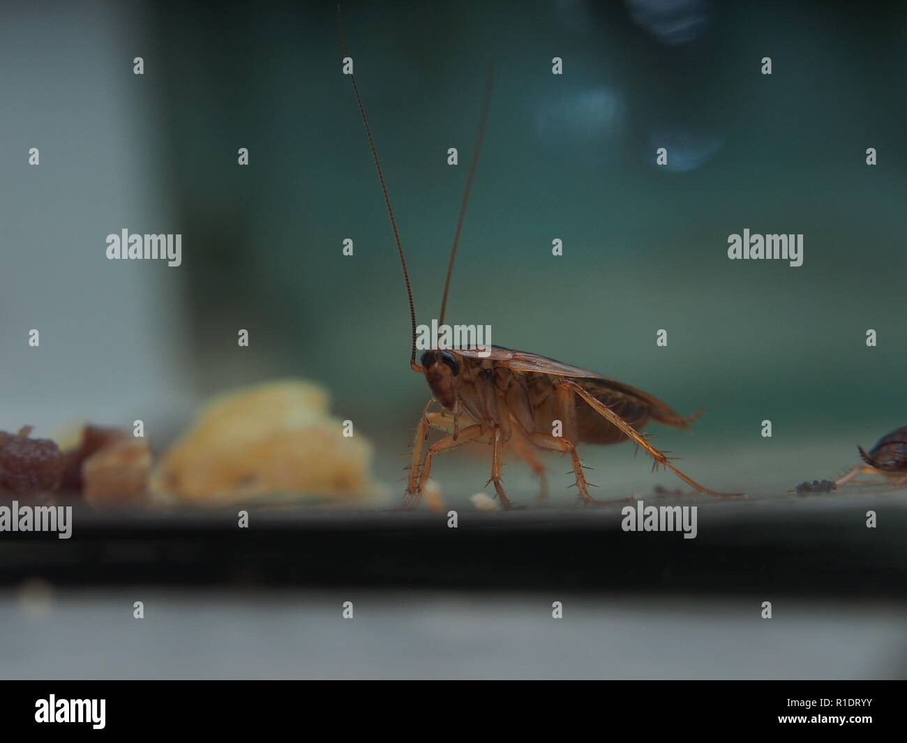 A cockroach stuck to the sticky paper. Domestic insect. Close up Stock ...
