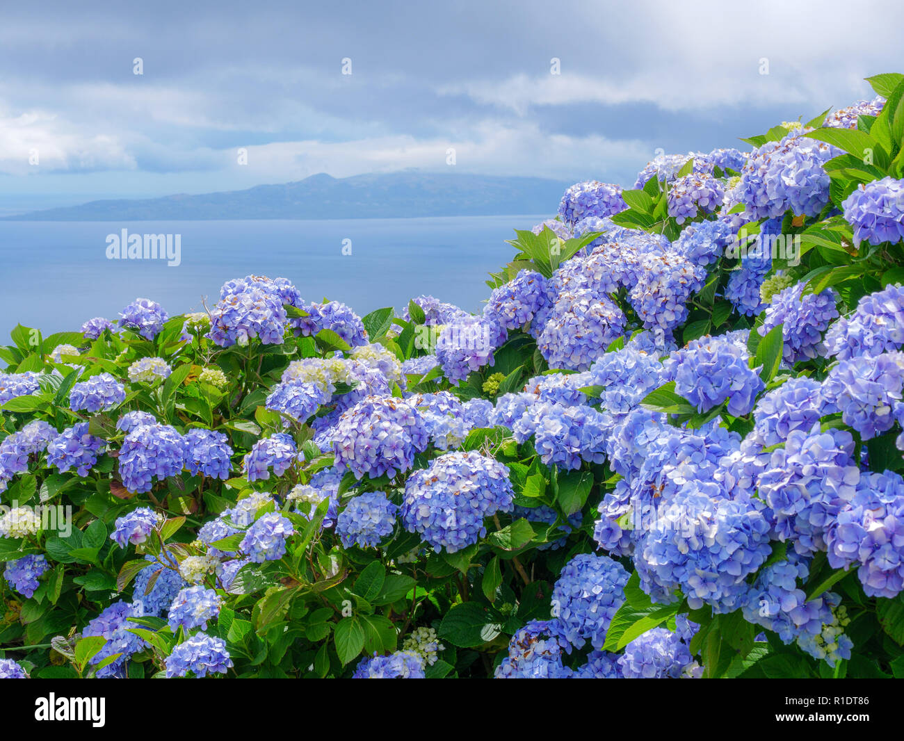 Image of beautiful blooming hydrangea in the nature of Azores Portufal ...