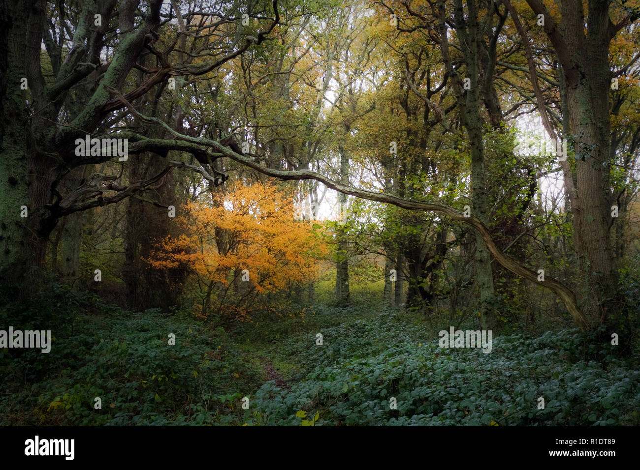 Rain wood england hi-res stock photography and images - Alamy