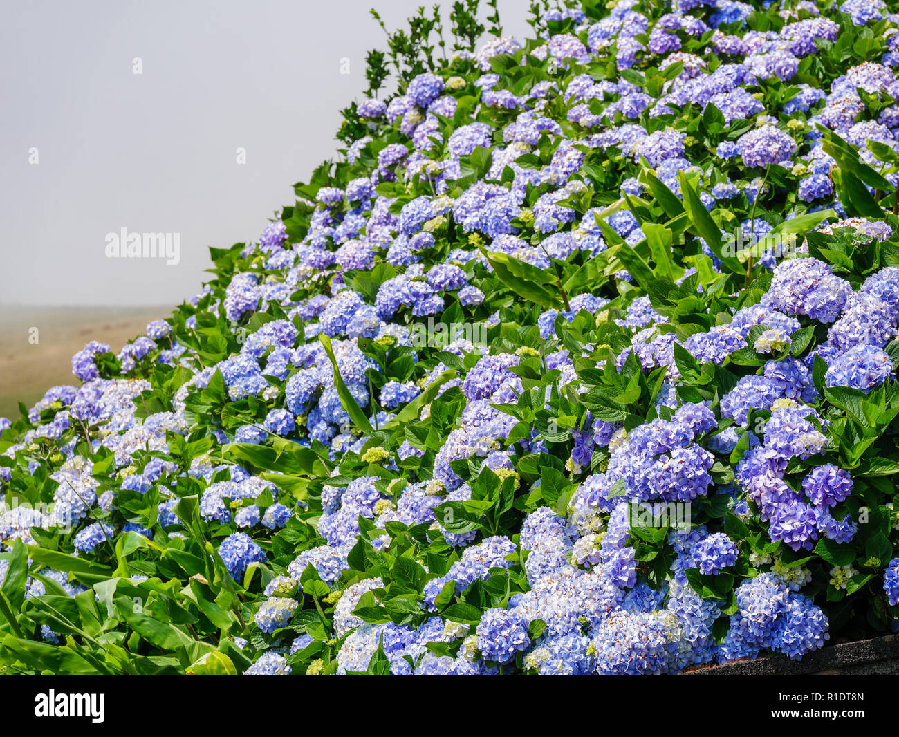 Image of beautiful blooming hydrangea in the nature of Azores Portufal ...