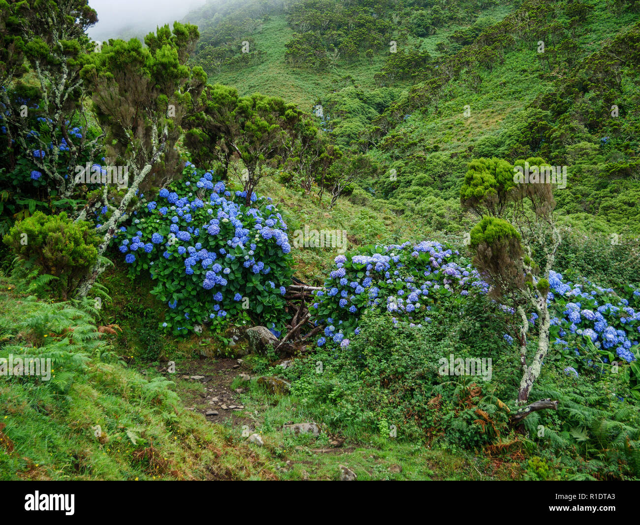 Image of beautiful blooming hydrangea in the nature of Azores Portufal ...
