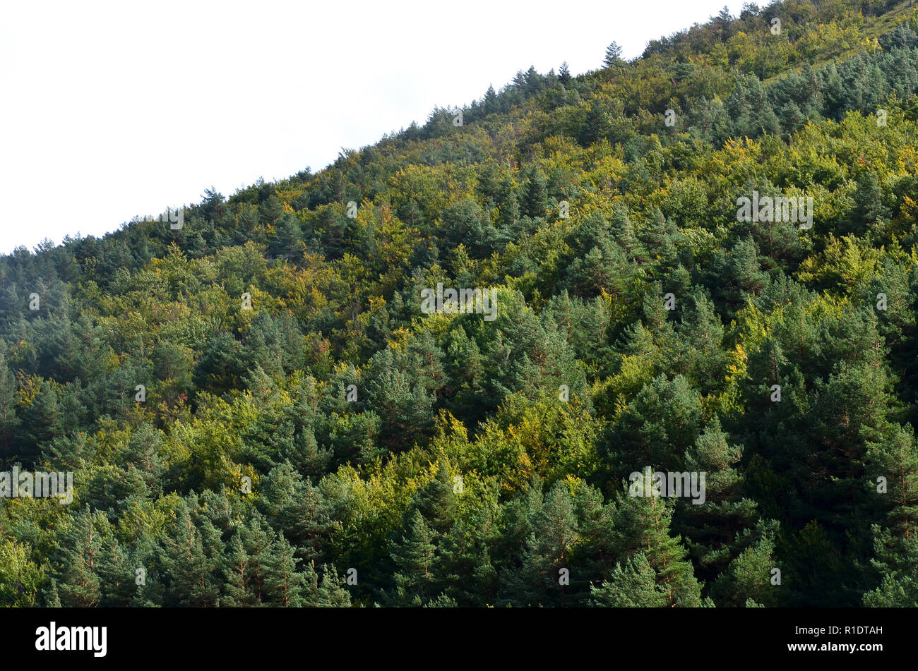 Natural oak and beech forest regenerating amidst a pine tree ...