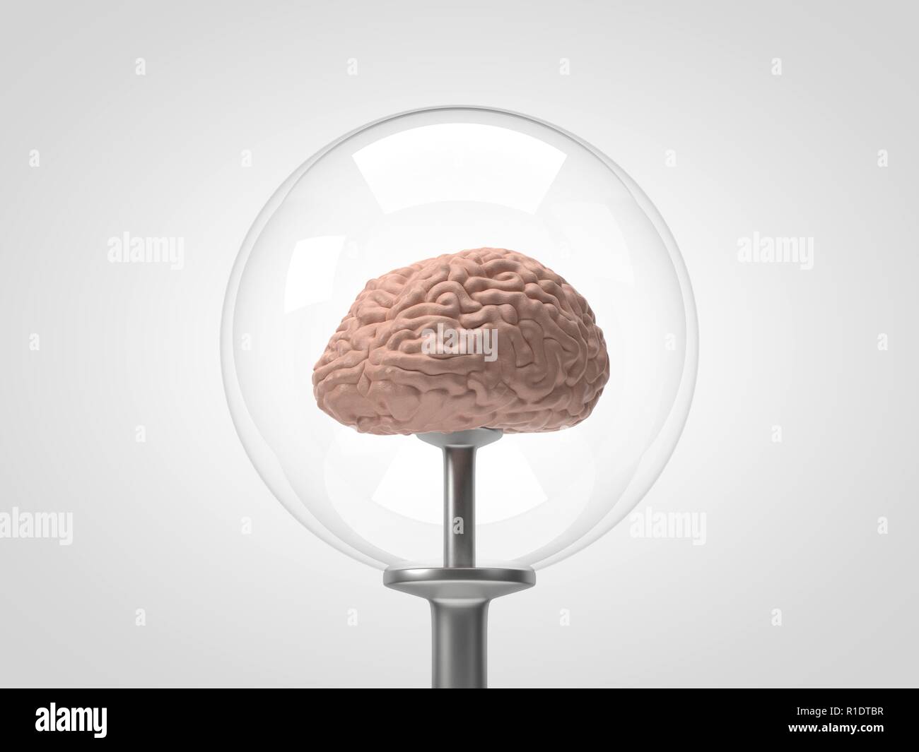 a brain in the glass showcase. 3d illustration Stock Photo - Alamy