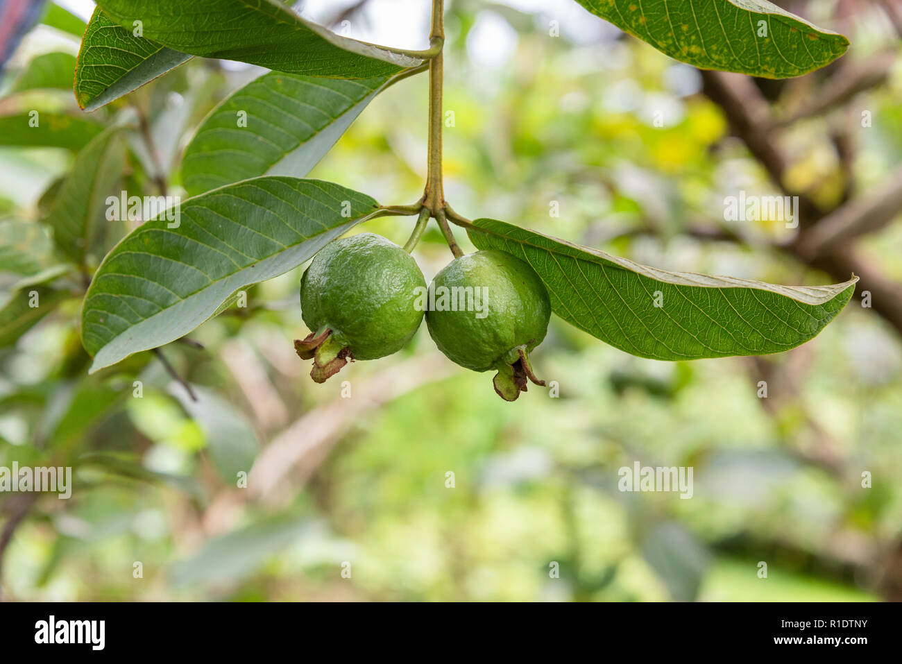 Guava Trees High Resolution Stock Photography and Images - Alamy
