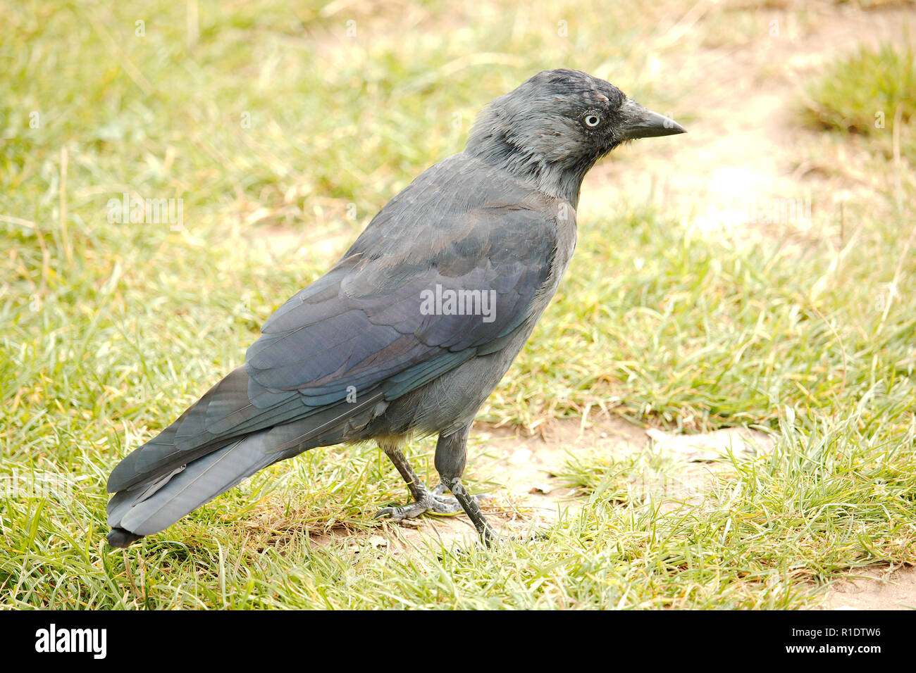 Close up crows head beak hi-res stock photography and images - Alamy