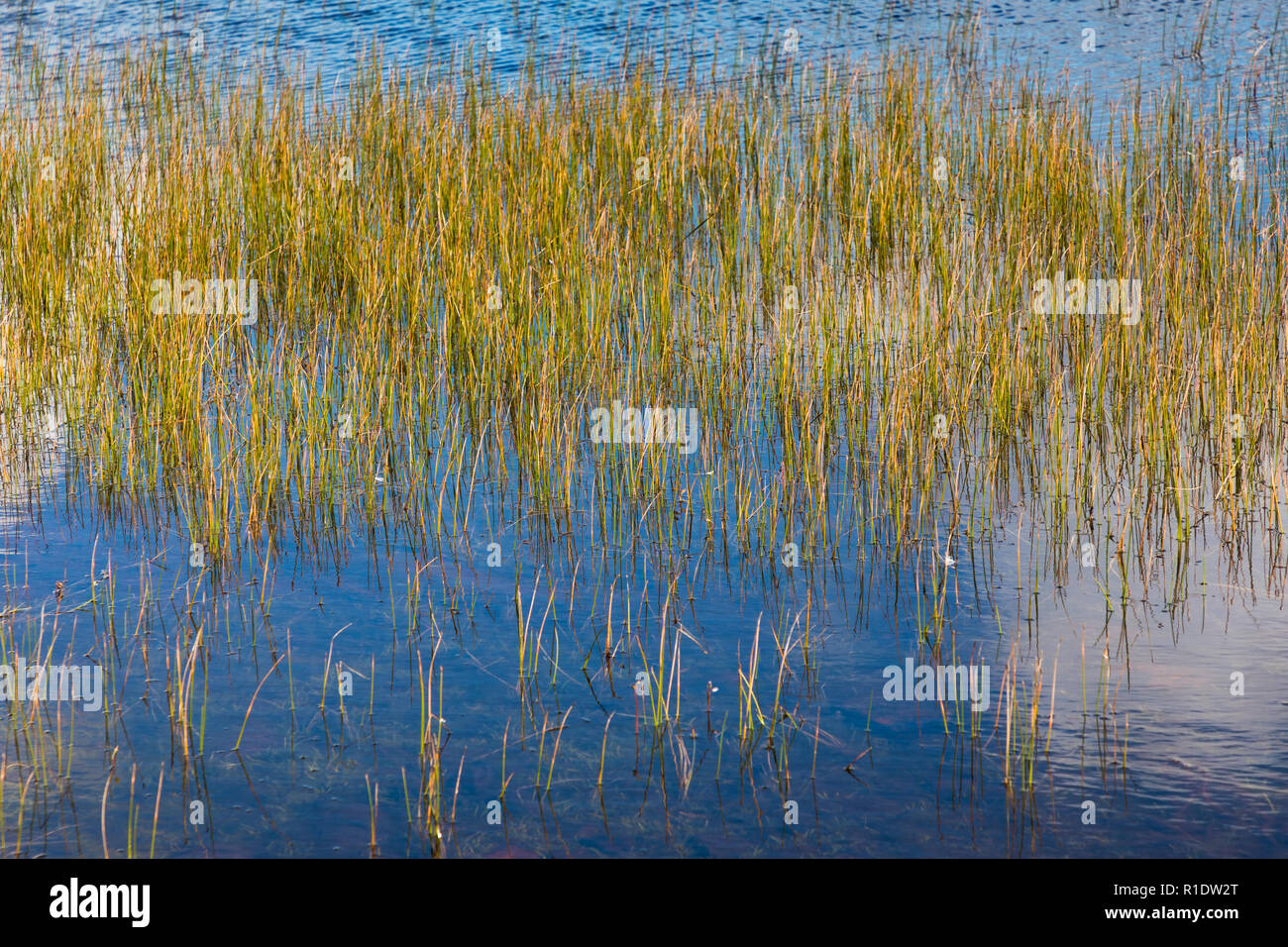 Reed in water, Shetland, UK Stock Photo - Alamy