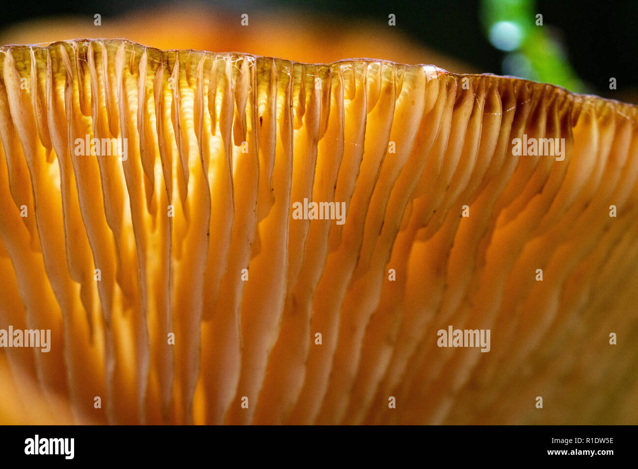 Spider Life Cycle High Resolution Stock Photography and Images - Alamy