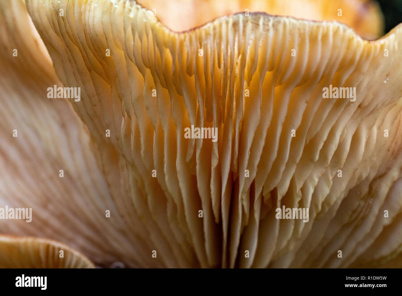 Close up Gill Detail of a Fungus (Lactarius pallidus?) Growing in a ...