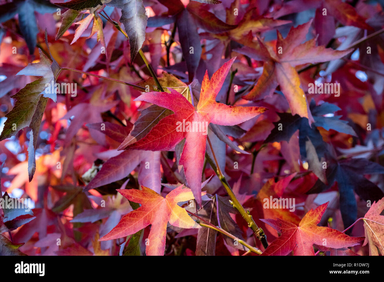 American sweet gum garden hi-res stock photography and images - Alamy
