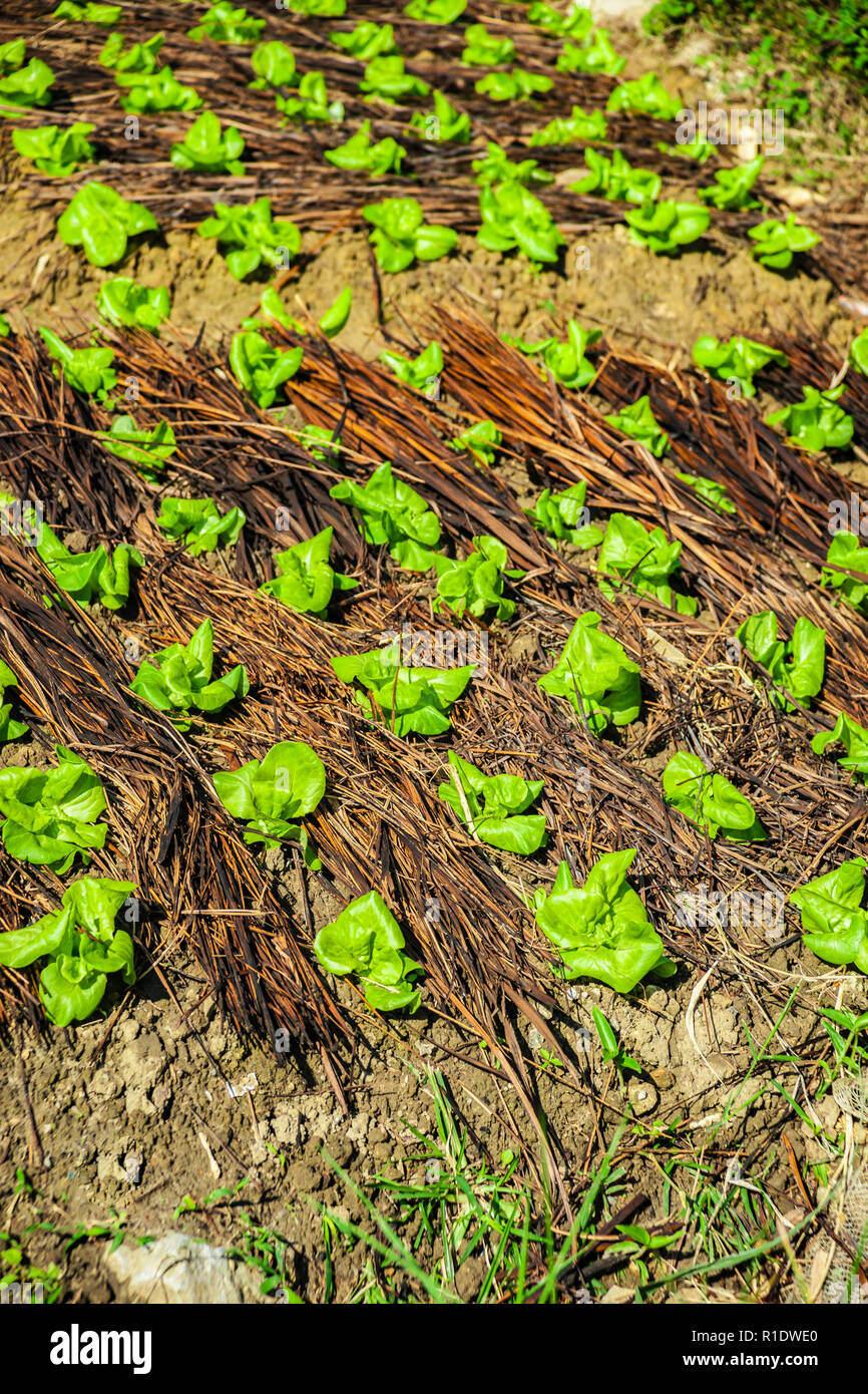 Food background. Chinese cabbage closeup on a garden bed Stock Photo ...