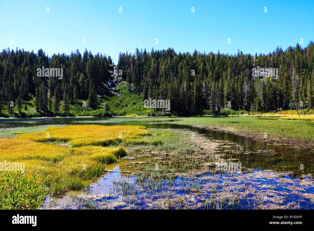 Overgrown Lake High Resolution Stock Photography and Images - Alamy