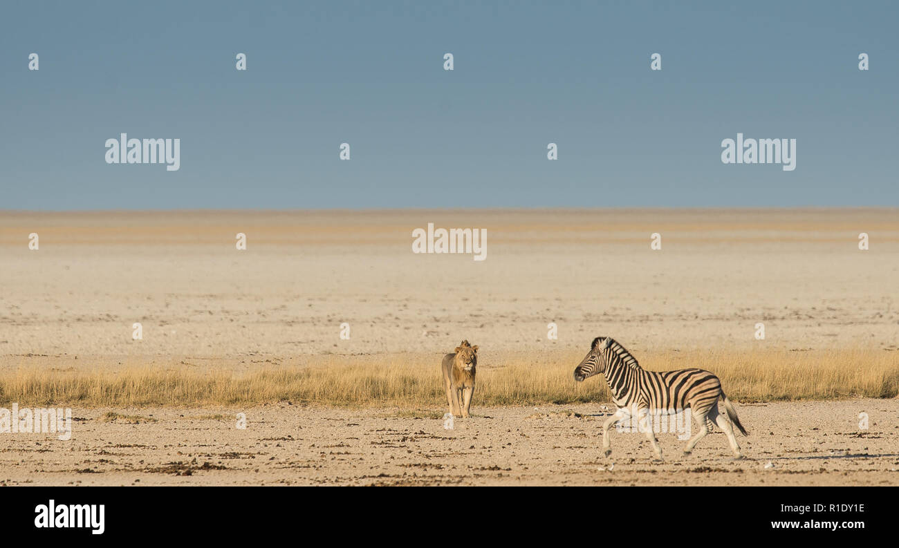 Lion running zebra hi-res stock photography and images - Alamy