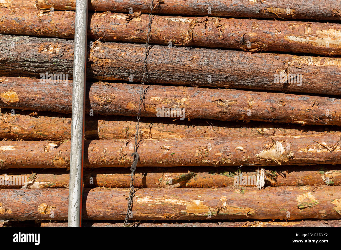 Pine Tree Timber Being Transported Stock Photo - Alamy