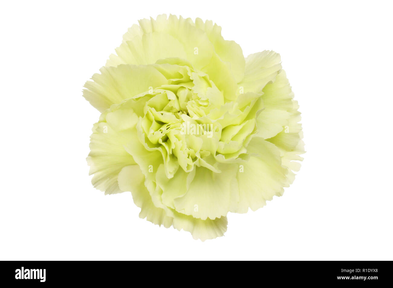 Frilly carnation hi-res stock photography and images - Alamy