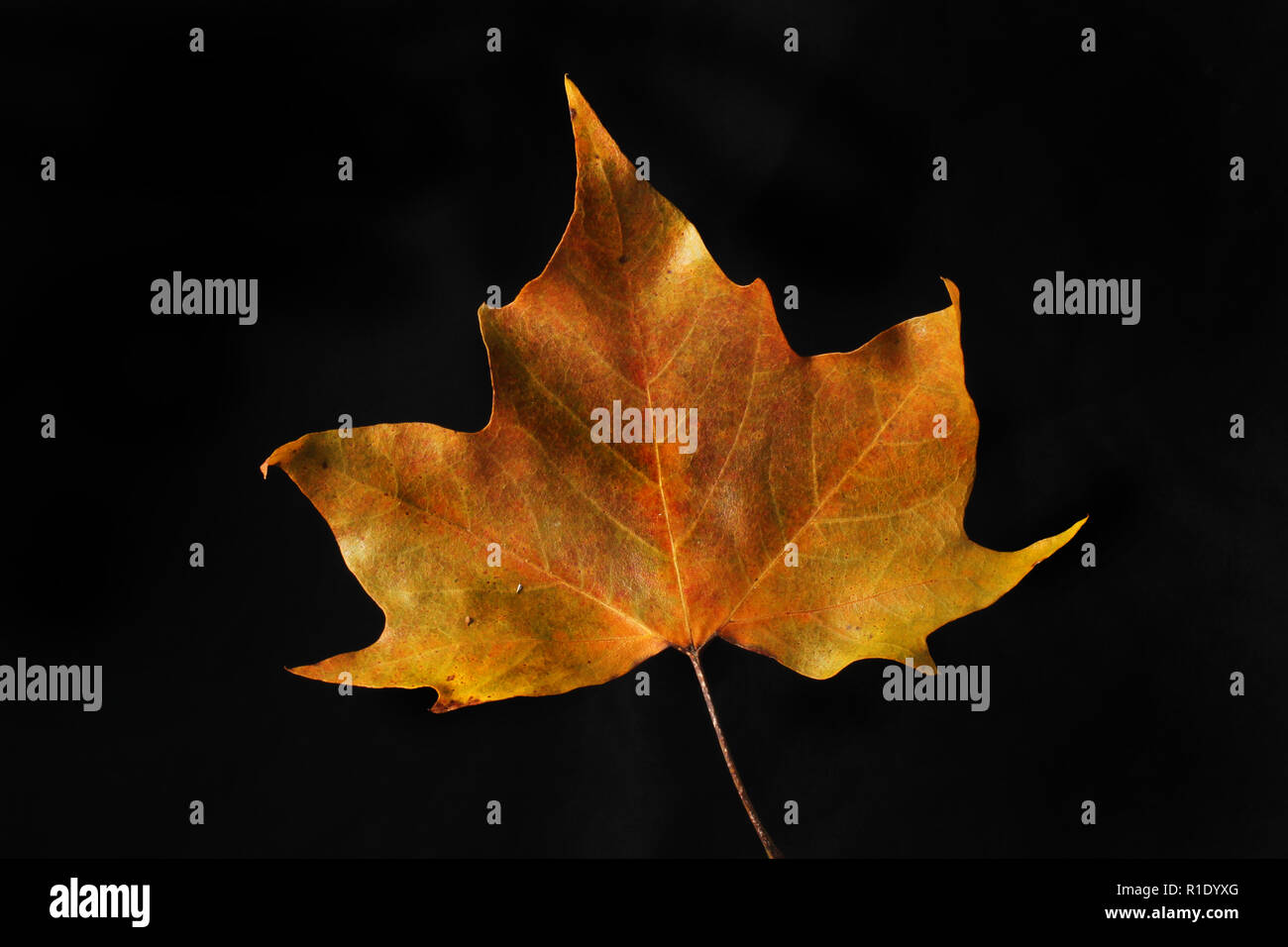 Plane tree leaf hi-res stock photography and images - Alamy