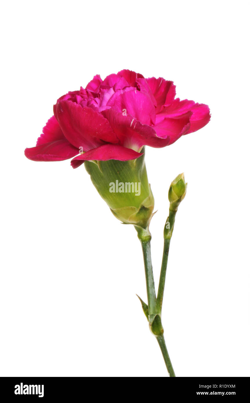 Red carnation flower and bud isolated against white Stock Photo - Alamy