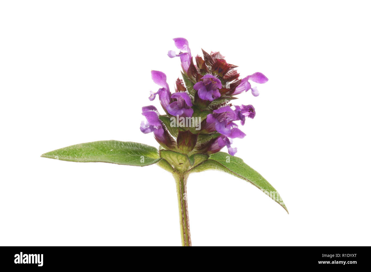 Closeup of self-heal, Prunella vulgaris,wildflower isolated against ...