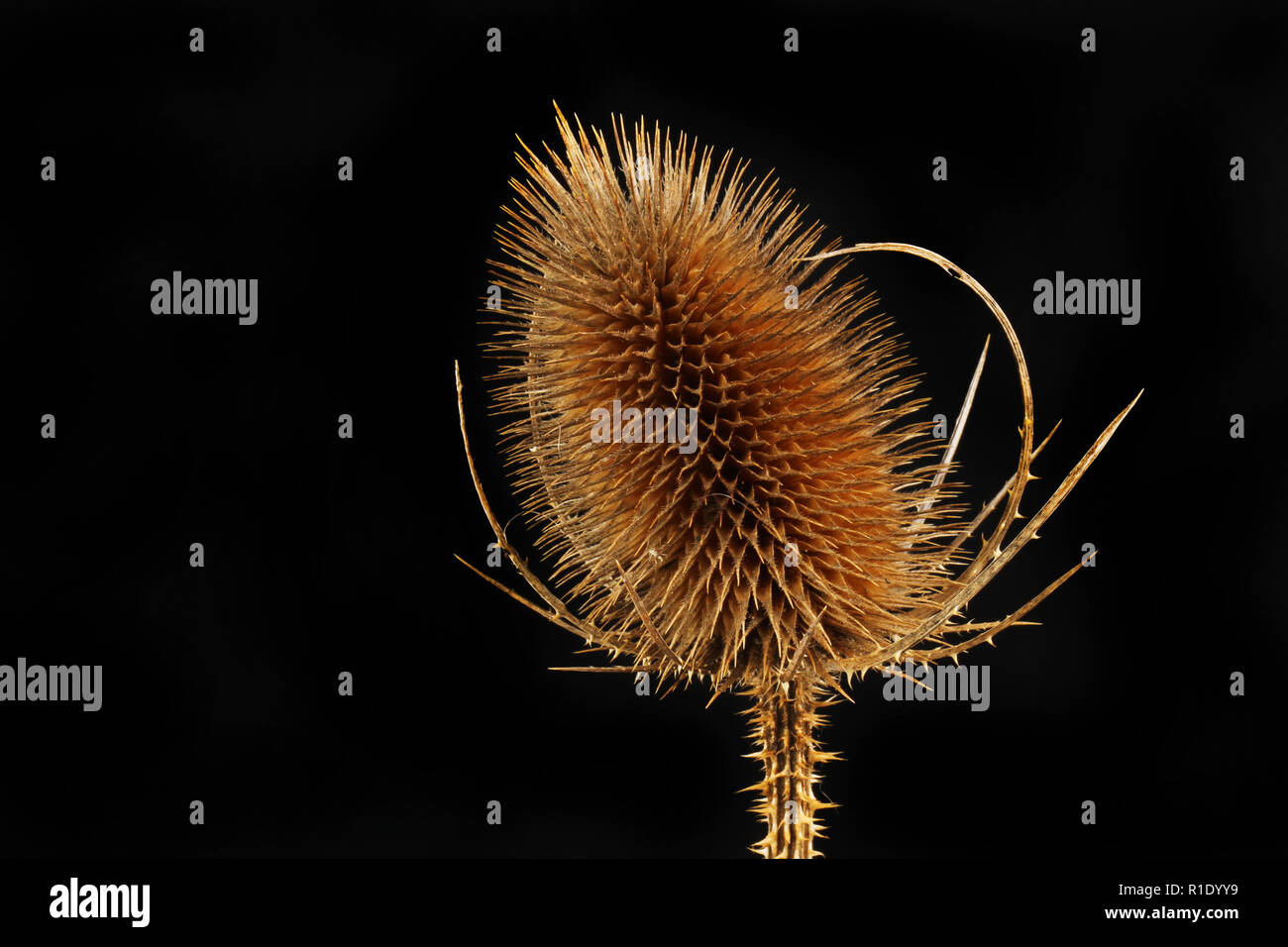 Teasel black and white hi-res stock photography and images - Alamy